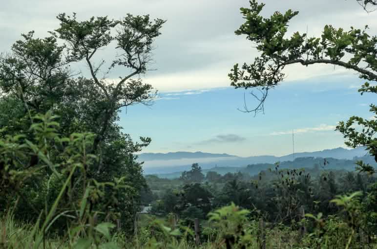 Salva la Selva - Defendemos las selvas del mundo