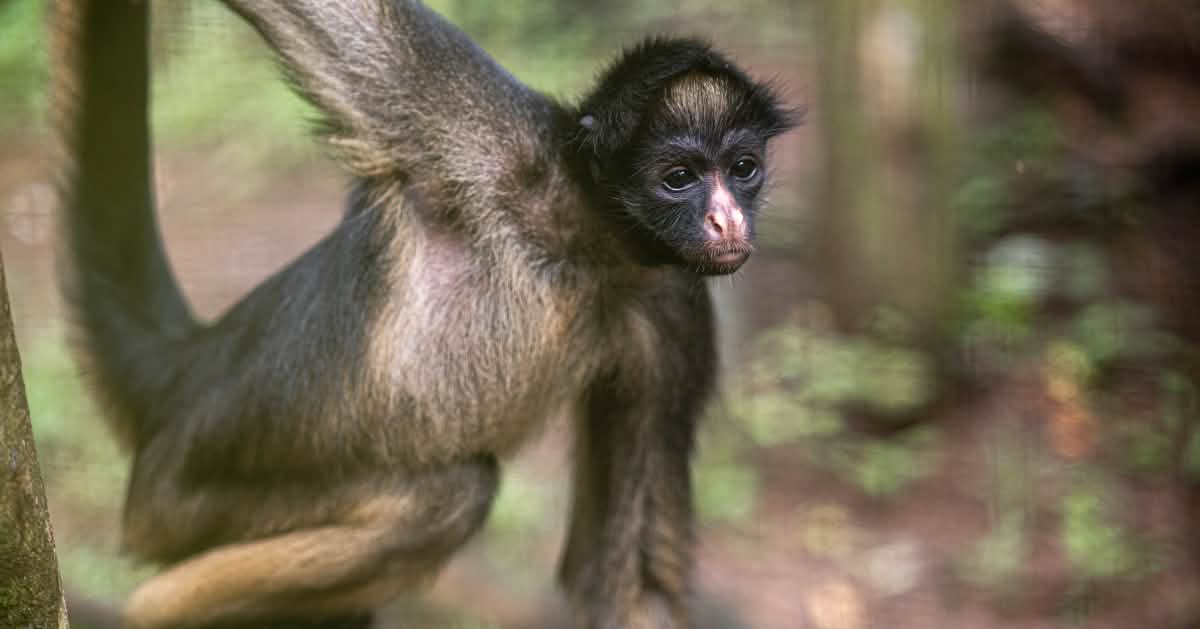 Liberar a los monos en el centro de conservación de vida salvaje ...