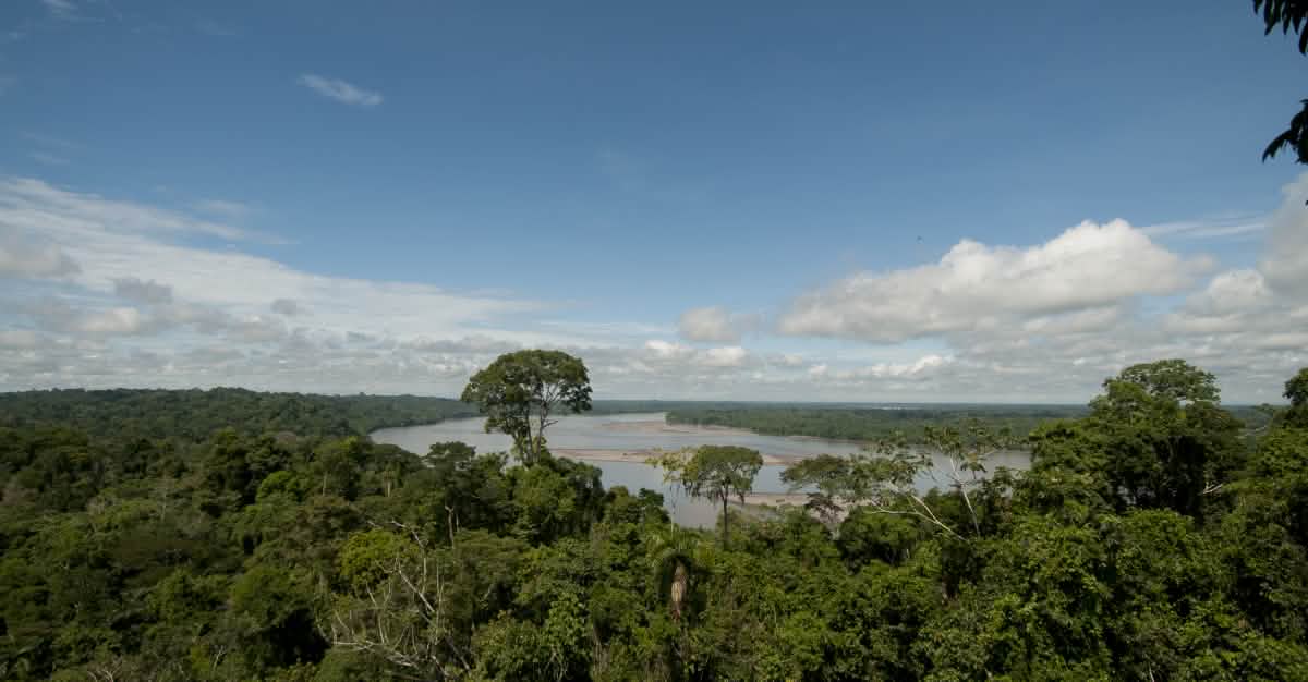 Yasuní - Salva la Selva - Salva la Selva