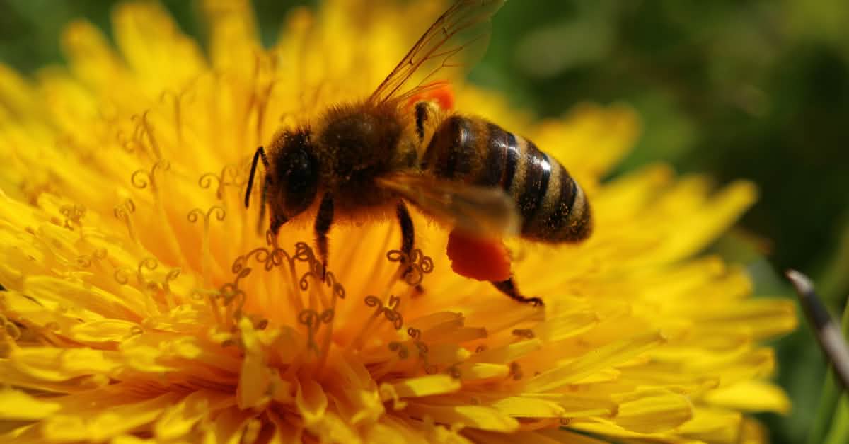 Ganaron las abejas - Salva la Selva