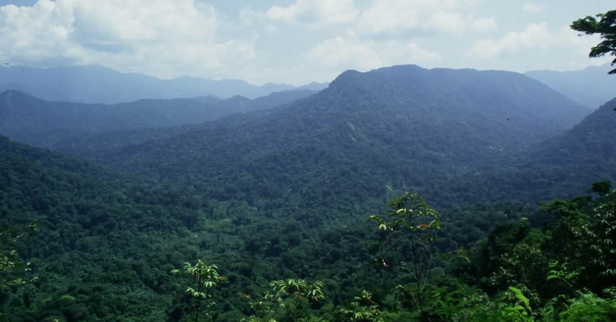 Los Chimalapas en México - Salva la Selva - Salva la Selva