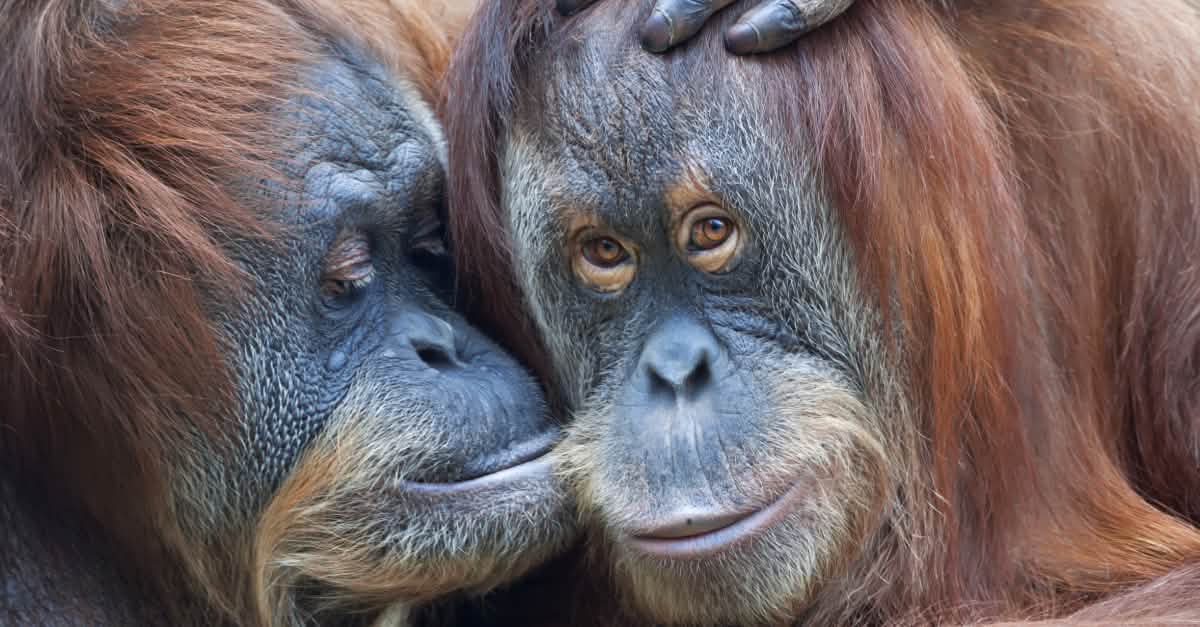Los Grandes Simios y sus Derechos Básicos - Salva la Selva - Salva la Selva