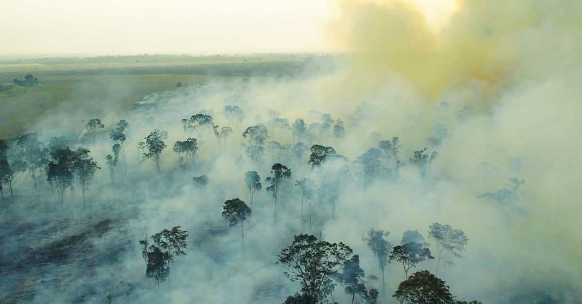 Alto al fuego en Brasil: una Amazonía con menos incendios - Salva la ...