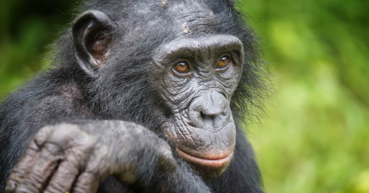 No sacrifiquen a los simios por el petróleo - Salva la Selva - Salva la ...