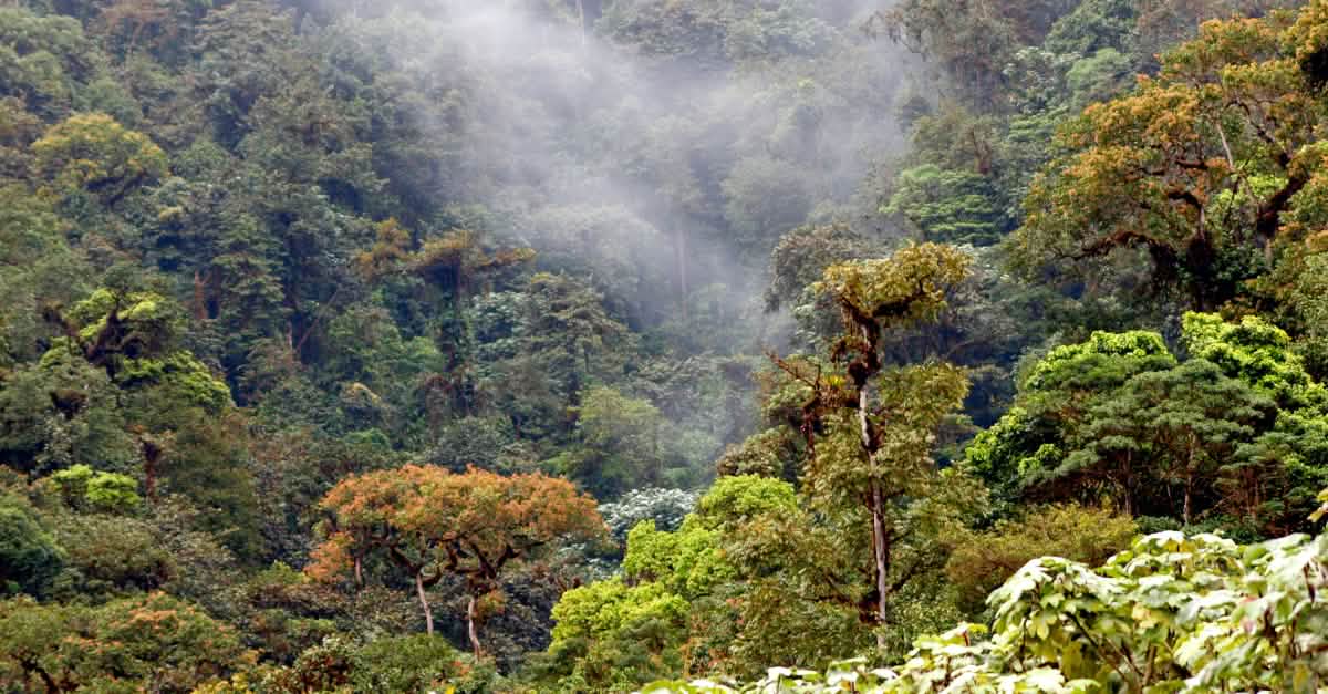 Guardianes de la biodiversidad en México y Ecuador - Salva la Selva - Salva la Selva