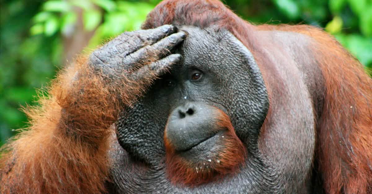 Los grandes simios, patrimonio de la humanidad - Salva la Selva - Salva ...