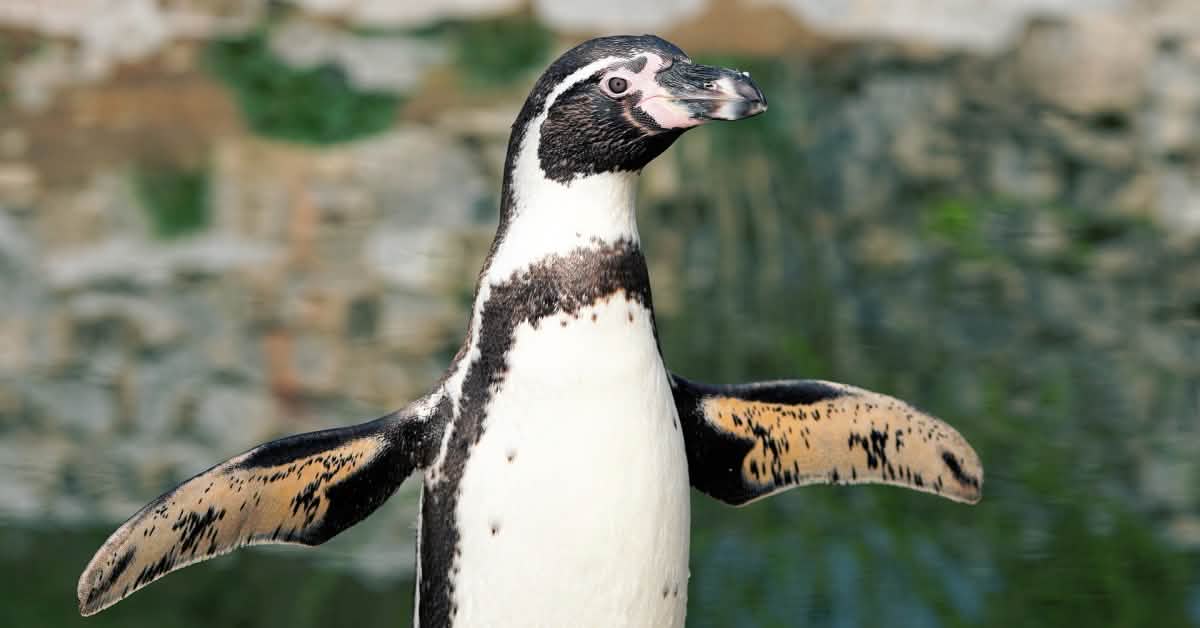 Un área protegida para los pingüinos en Chile - Salva la Selva