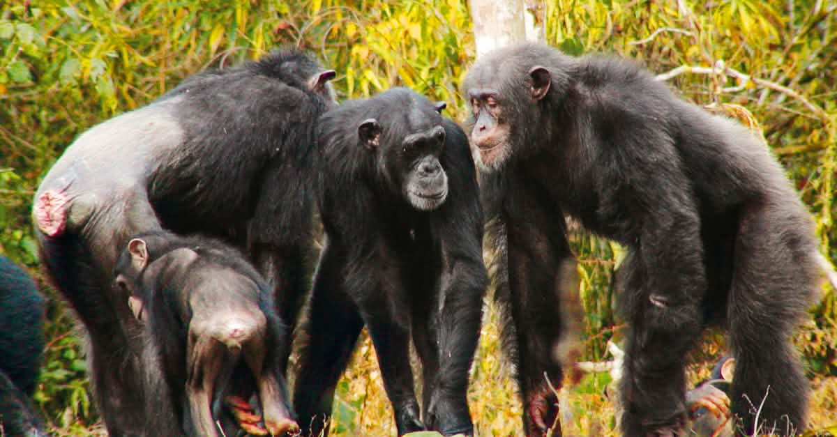 Amenazado el chimpancé de África occidental - Salva la Selva - Salva la ...