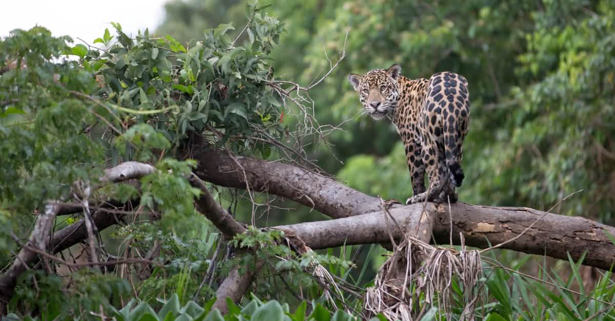 México: ¡La selva de Los Chimalapas se defiende! - Salva la Selva