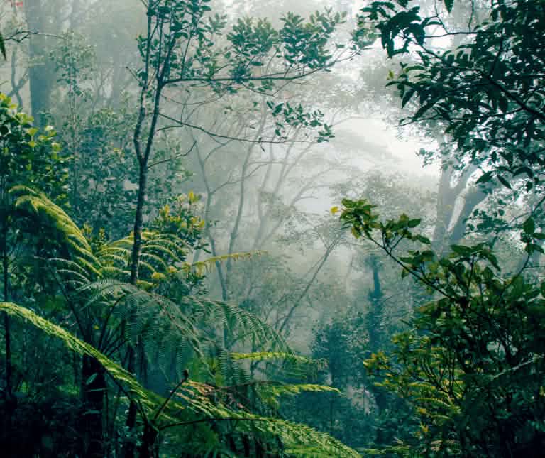 Los Chimalapas en México - Salva la Selva
