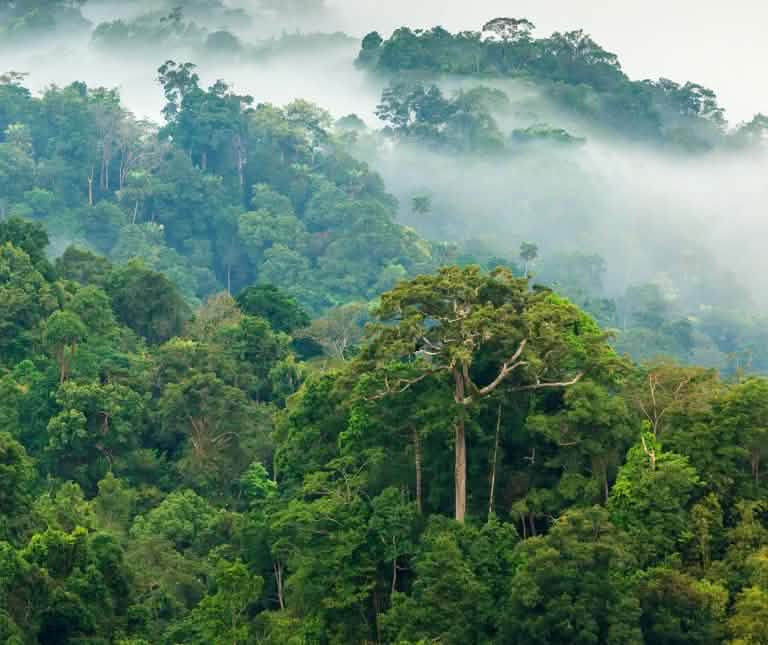 Clima y selvas tropicales - Salva la Selva