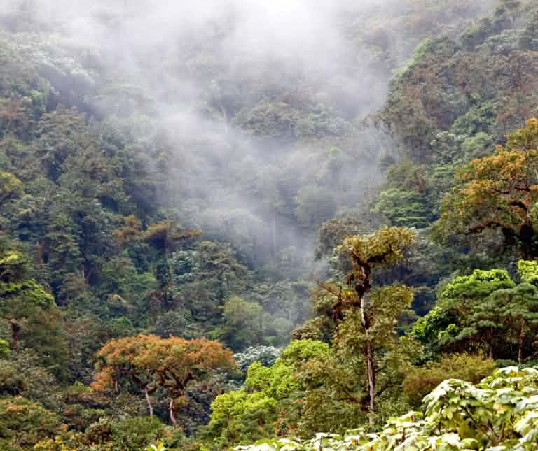 Los Chimalapas en México - Salva la Selva