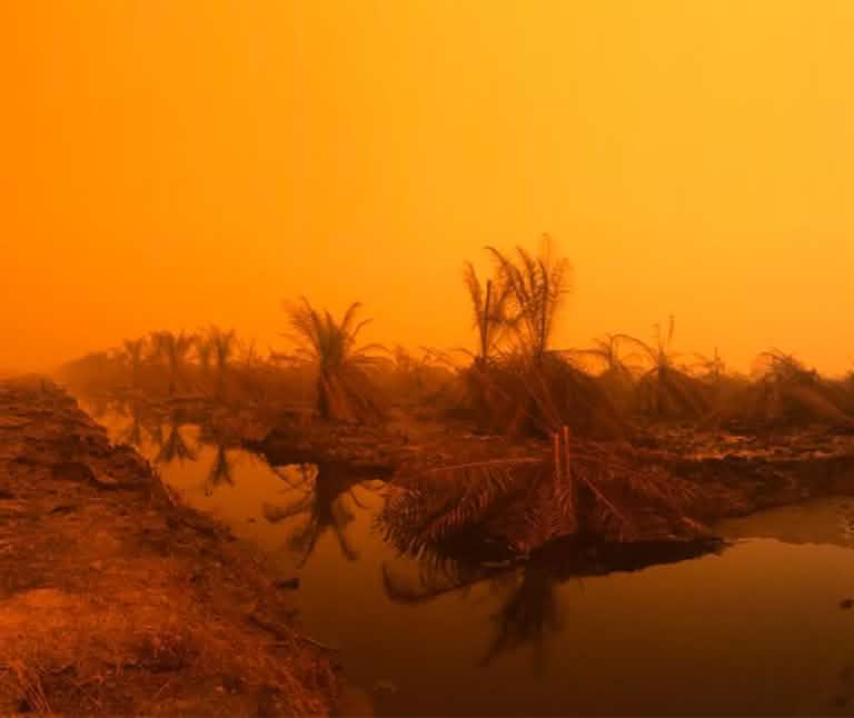 Clima y selvas tropicales - Salva la Selva