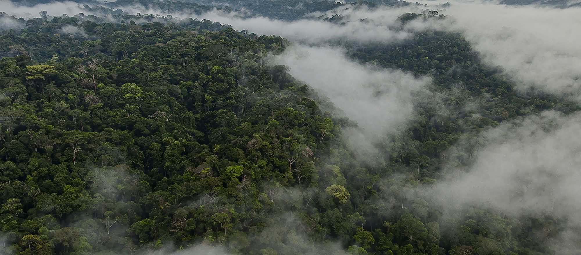 Todas las miradas en la Amazonía: exige el fin de la explotación ...