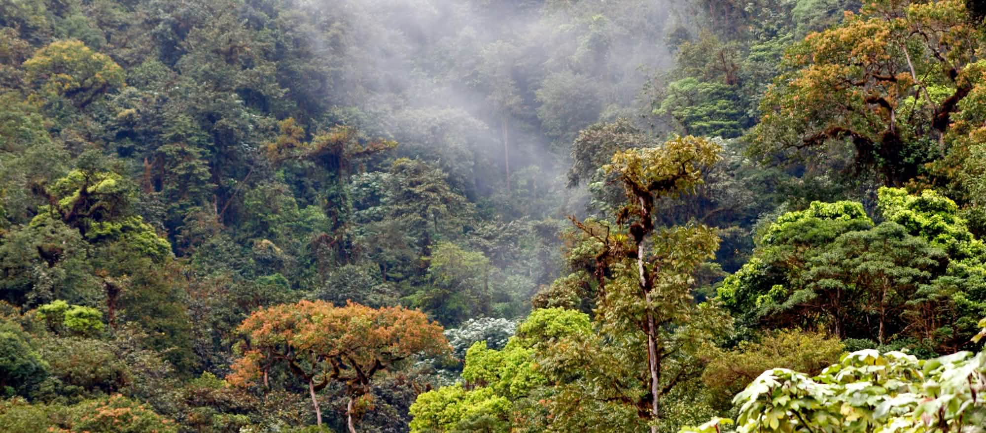 Bosque Protector Los Cedros en Ecuador - Salva la Selva - Salva la Selva