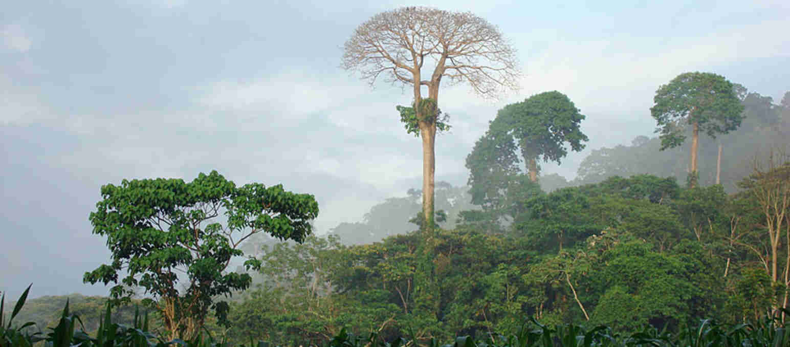 Salva la Selva - Defendemos las selvas del mundo