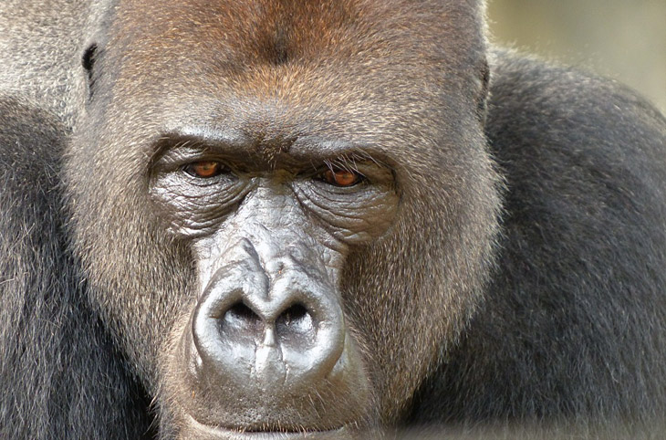 Llevar a la UNESCO la defensa de los grandes simios - Salva la Selva ...