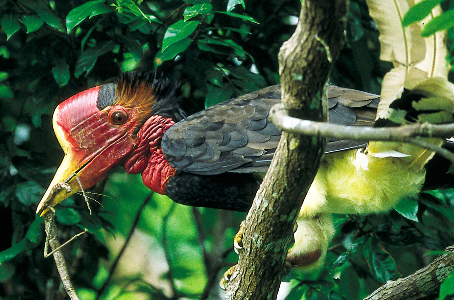 Salvar a un ave única de la extinción: el cálao de yelmo - Salva la ...