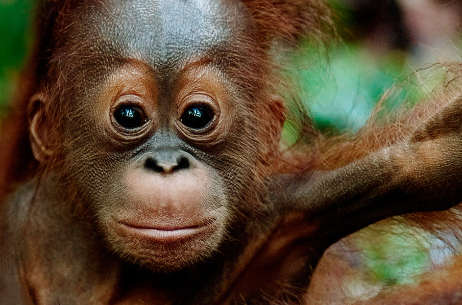 Por la selva de los orangutanes - Salva la Selva