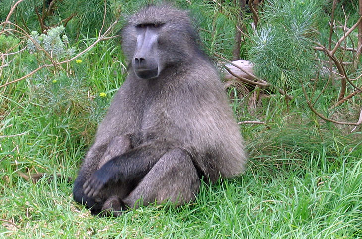 Sudáfrica: mueren monos babuinos en plantaciones con sello verde FSC ...