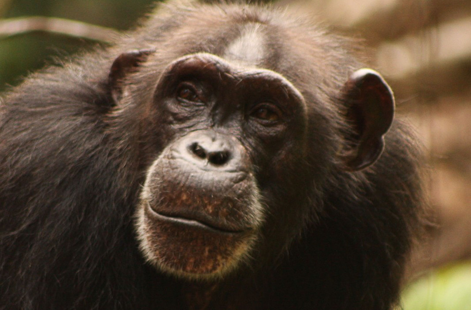 Ayuda a evitar la extinción de los chimpancés - Salva la Selva - Salva ...